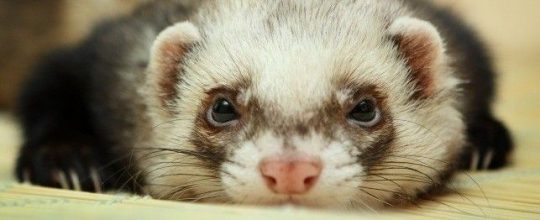 Despre dihor și cum protejăm păsările din gospodărie