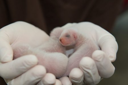 Despre dihor și cum protejăm păsările din gospodărie
